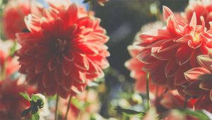 Things that are Red in Nature