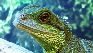 Things that are Green in Nature