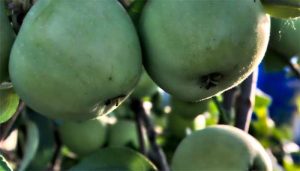 Things that are Green in Nature