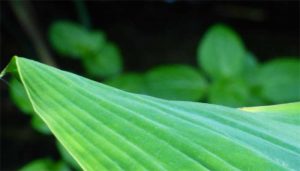 Things that are Green in Nature