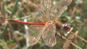 Things that are Red in Nature