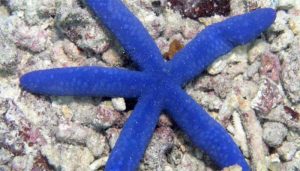 Things that are Blue in Nature