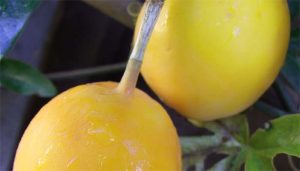 Things that are Yellow in Nature