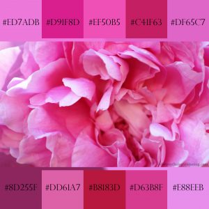 Shades of Pink & Names with HEX, RGB Color Codes