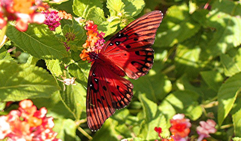 Red Butterfly Meaning & Symbolism