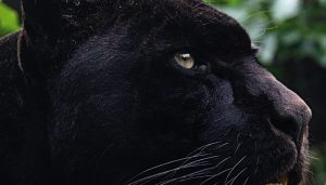 Things that are Black in Nature
