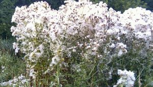 Things that are White in Nature