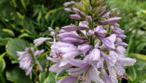 Things that are Purple in Nature